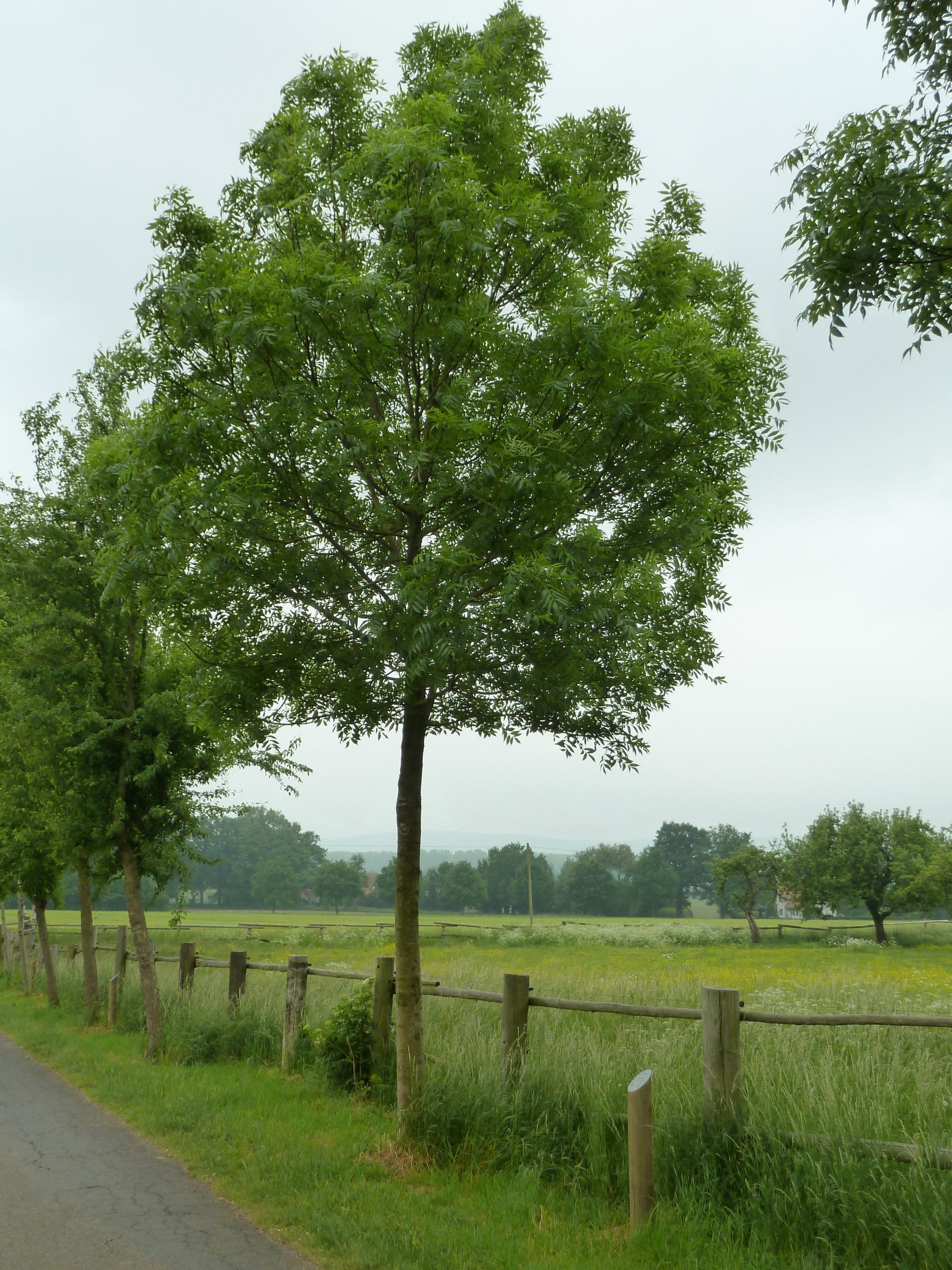 Eschensterben auch im Altkreis Wittlage | Naturschutzforum Deutschland